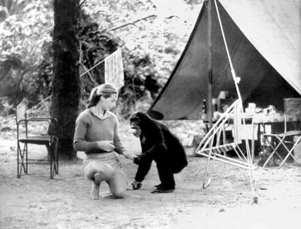 Muere Jane Goodall: una vida dedicada a los chimpancés