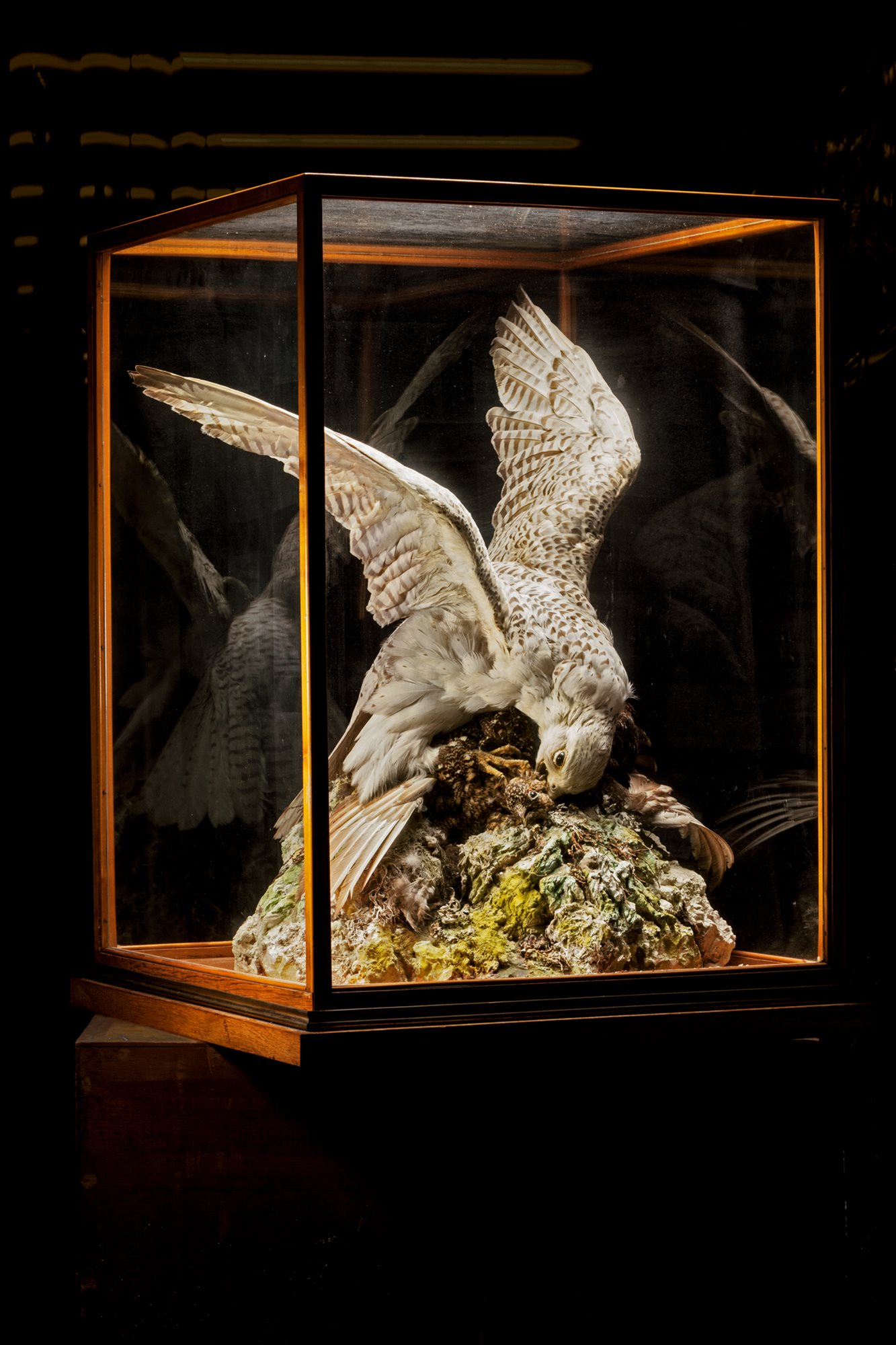 Taxidermia, el arte de disecar animales. ¿Arte o barbarie?