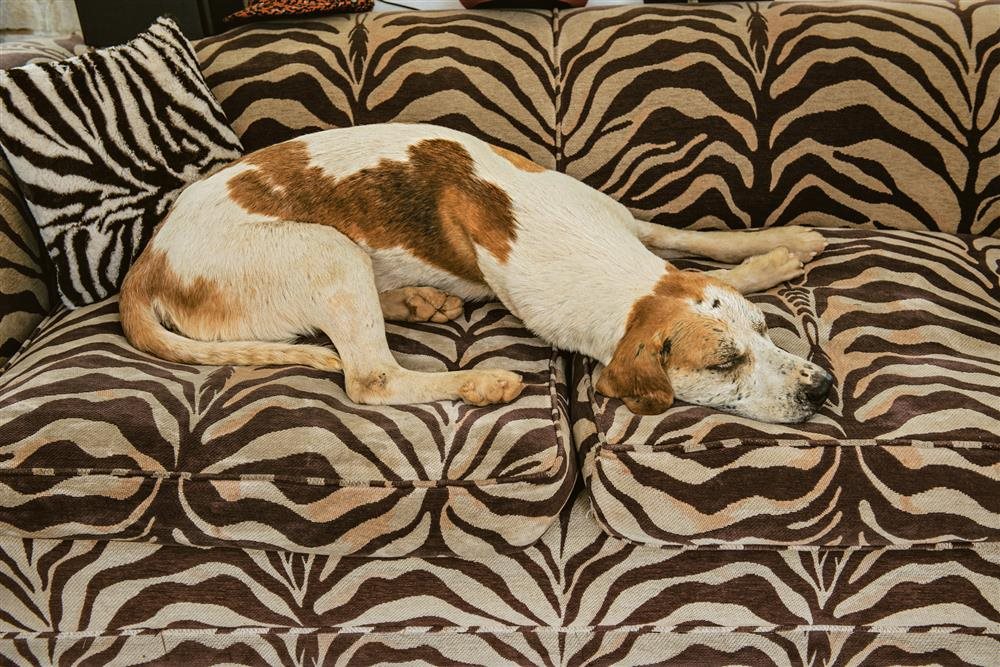 Taxidermia, el arte de disecar animales. ¿Arte o barbarie?