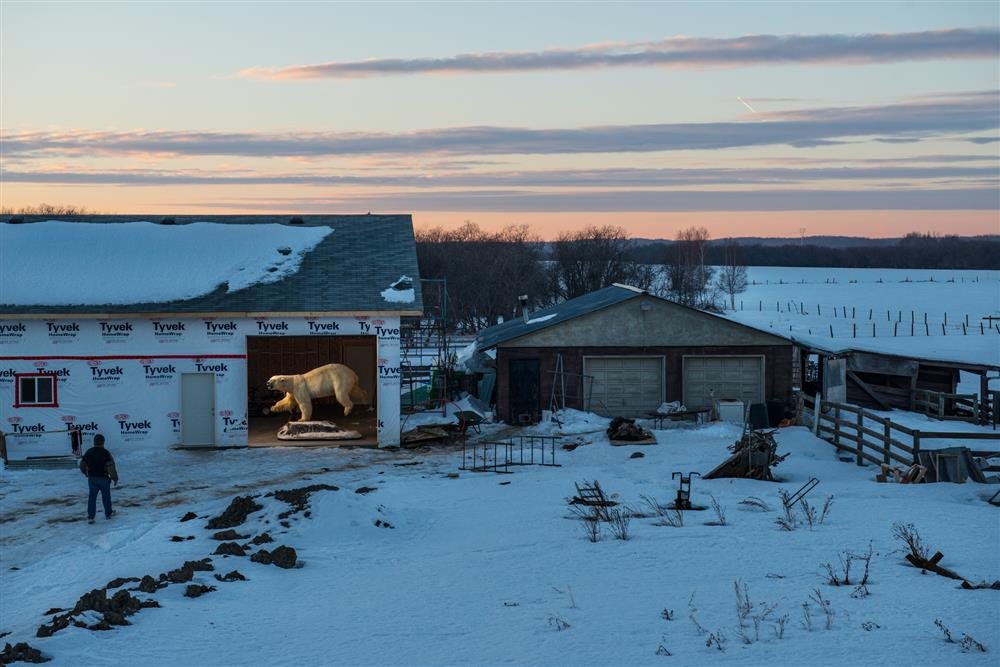 Taxidermia, el arte de disecar animales. ¿Arte o barbarie?
