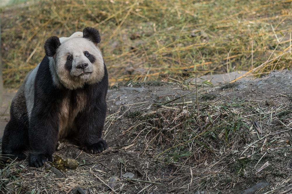 Las hembras panda recorren largas distancias para aparearse