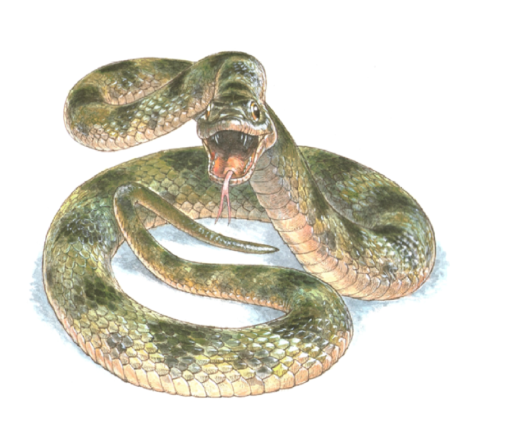 Con estos colores se camuflaba una serpiente hace 10 millones de años