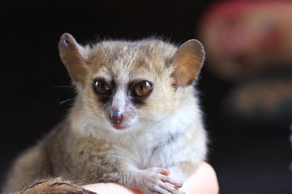 Descubiertas en Madagascar 3 nuevas especies de lémures ratón