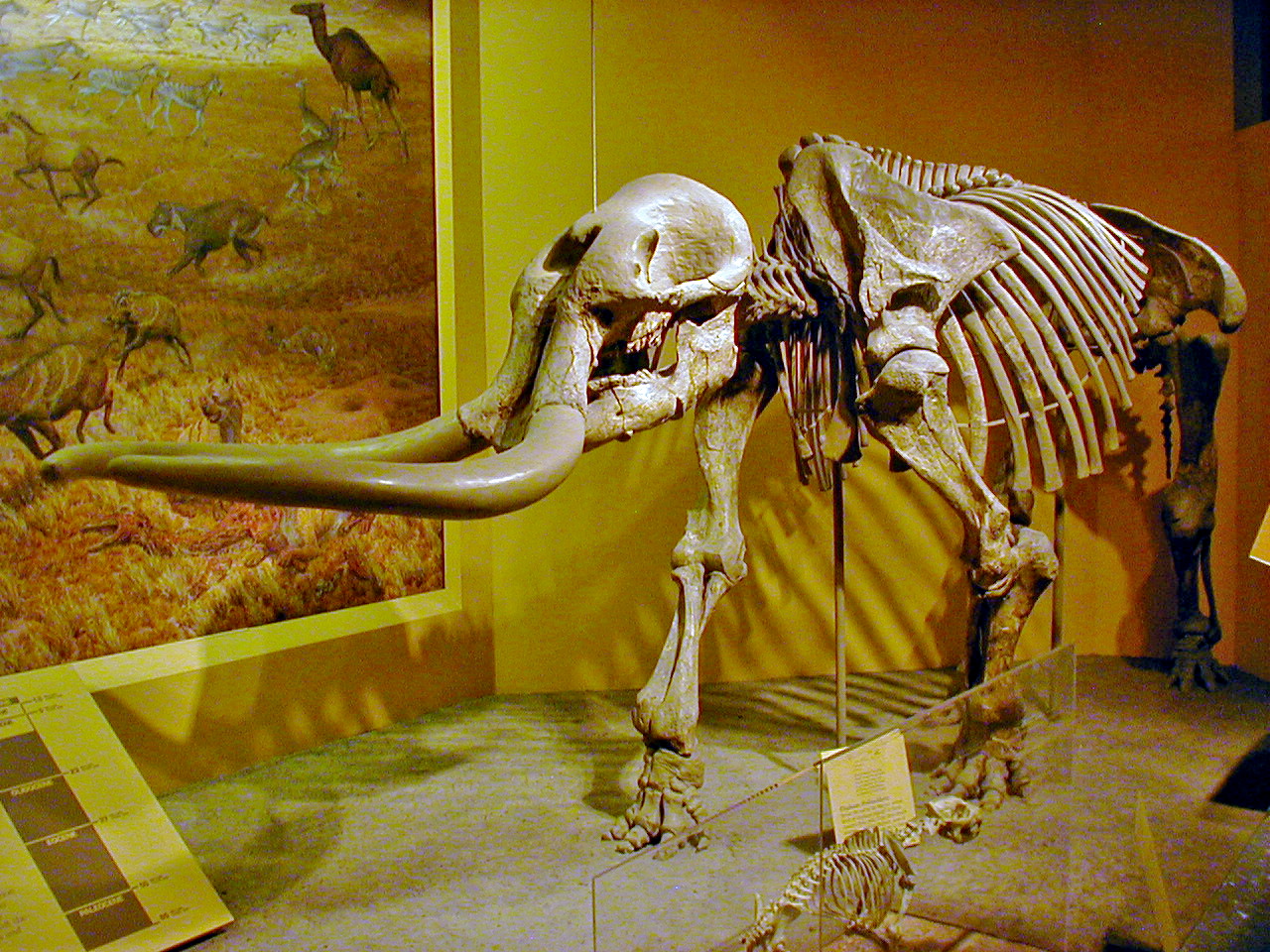 Un niño tropieza en el desierto... y descubre el fósil de un elefante ...