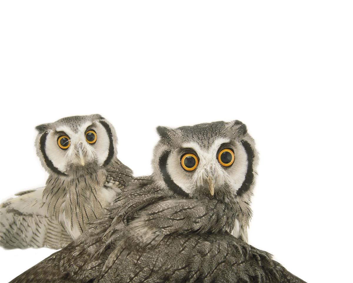 Por qué importan las aves