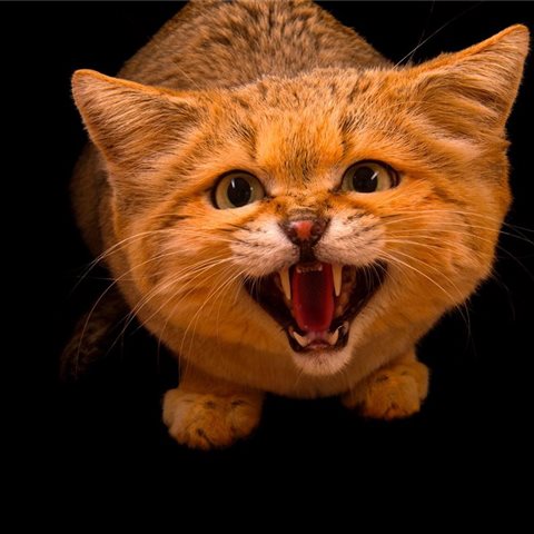 La fascinante biología de la rata topo desnuda