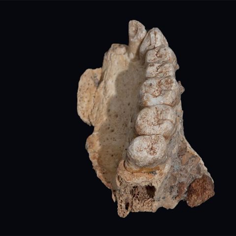 Revelado al mundo el esqueleto de 'Australopithecus' más completo