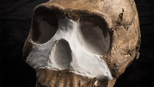 Reportajes y fotografías de Homínidos en National Geographic