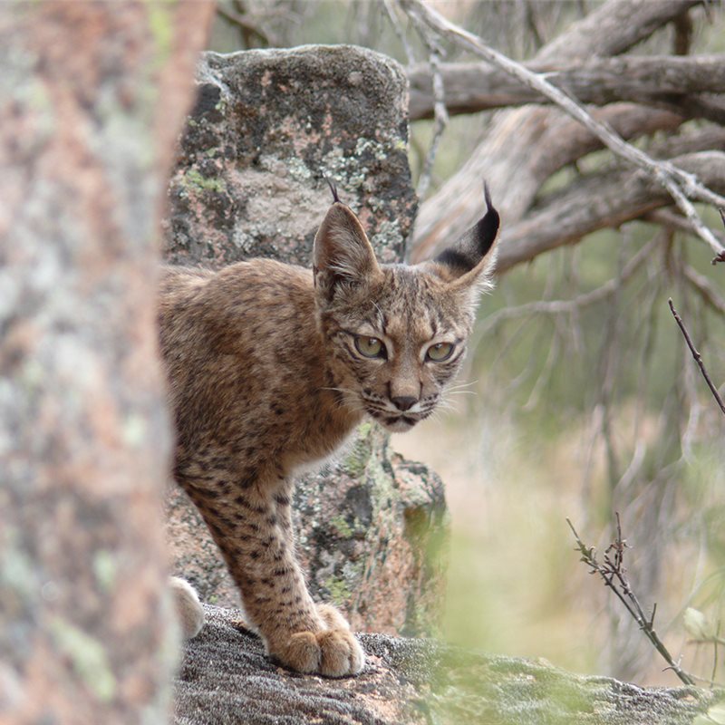 Taxidermia, el arte de disecar animales. ¿Arte o barbarie?