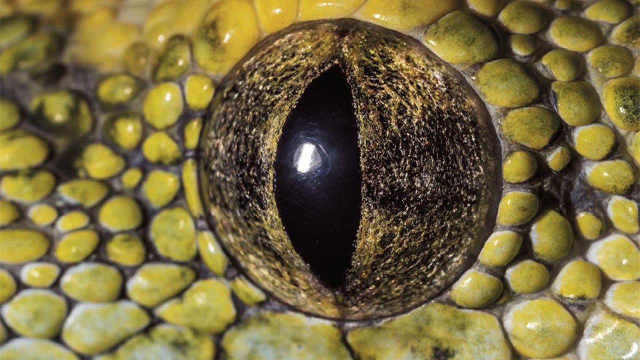 Reportajes y fotografías de Ojos en National Geographic
