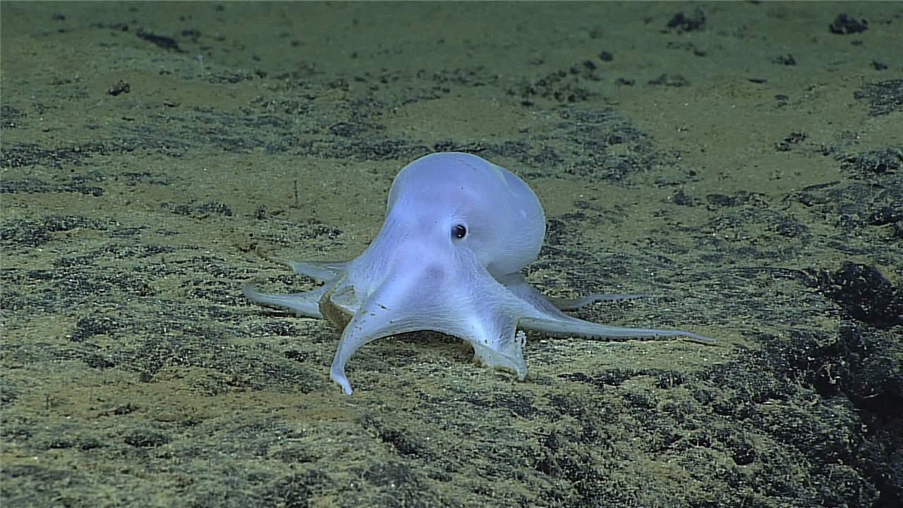 Identificada una nueva especie de pulpo dumbo