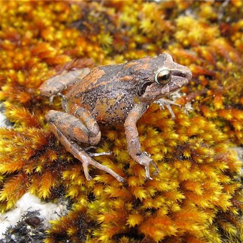 Ranas - Fotos, qué comen y cuáles son venenosas