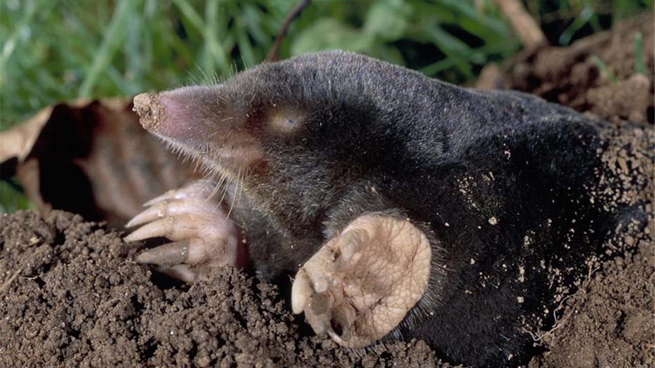 El secreto físico de los yaks para vivir en las alturas