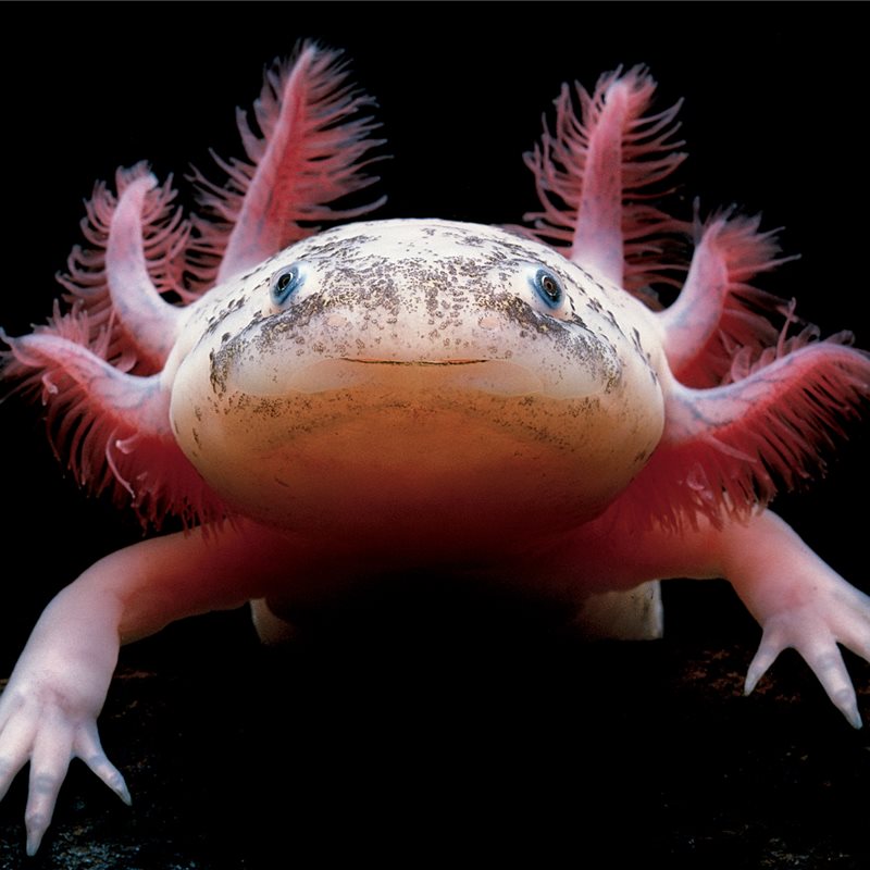 Taxidermia, el arte de disecar animales. ¿Arte o barbarie?