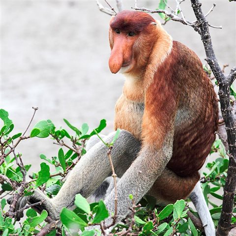 Fotos de animales - Las mejores fotos de animales impactantes y graciosas