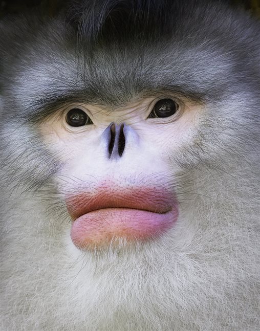 Estos son los animales en peligro de extinción en 2025