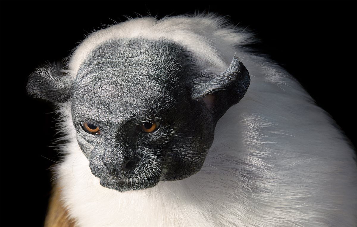 Estos son los animales en peligro de extinción en 2025