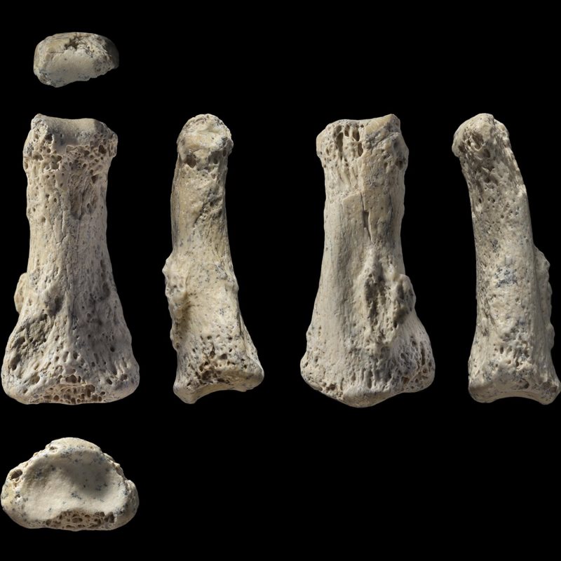 Reportajes y fotografías de Homo sapiens en National Geographic