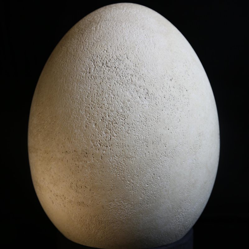 Nuevas pistas sobre la evolución de los huevos