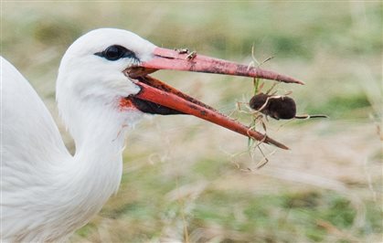 9 cosas que quizá no sabías sobre las cigüeñas