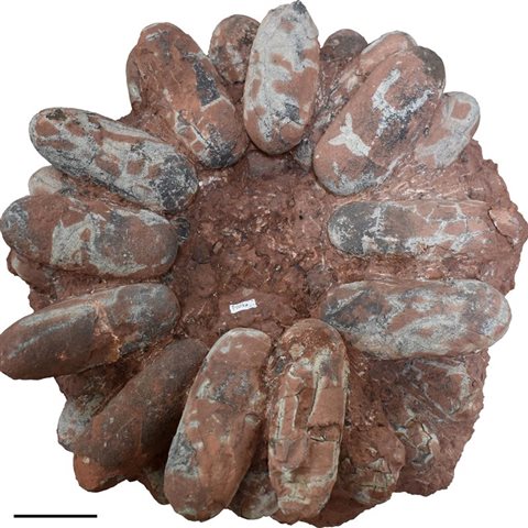 Hallado en Alemania el fósil más antiguo de 'Archaeopteryx', un género ...