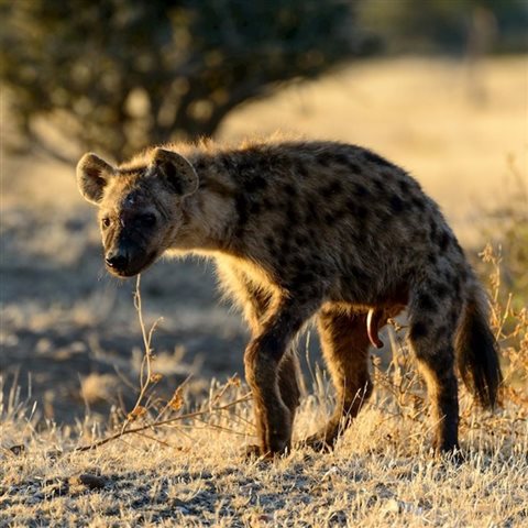La fascinante biología de la rata topo desnuda