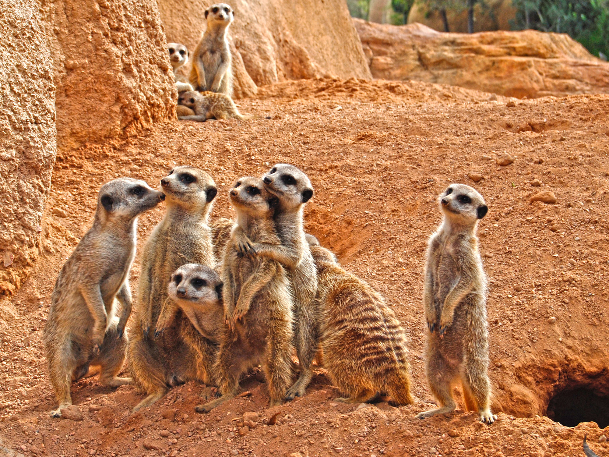 Animales curiosos y extraños que puedes ver en Valencia