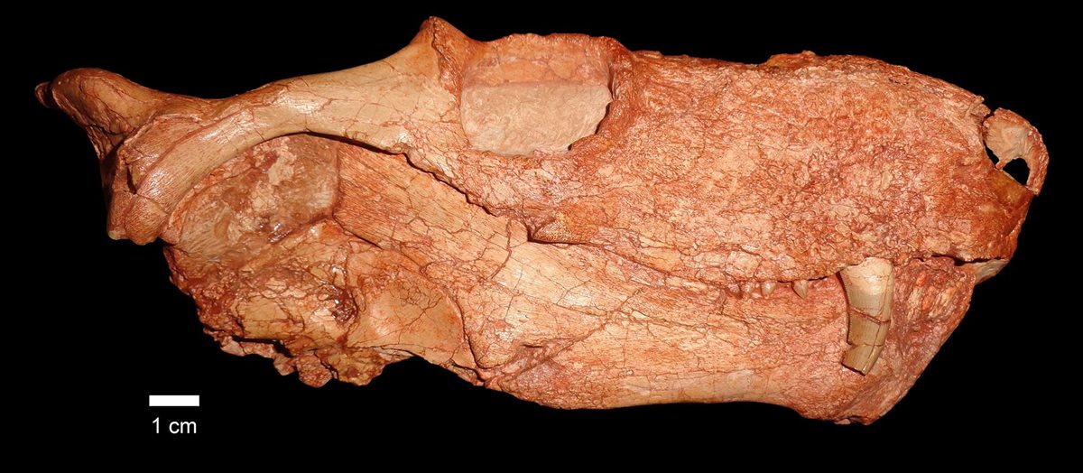 2 nuevas especies de depredadores prehistóricos con dientes de sable