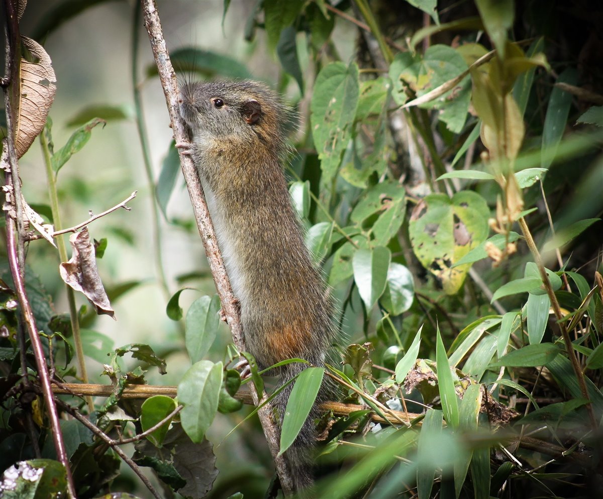 Una rara especie de roedor reaparece en el Santuario Histórico de Machu ...