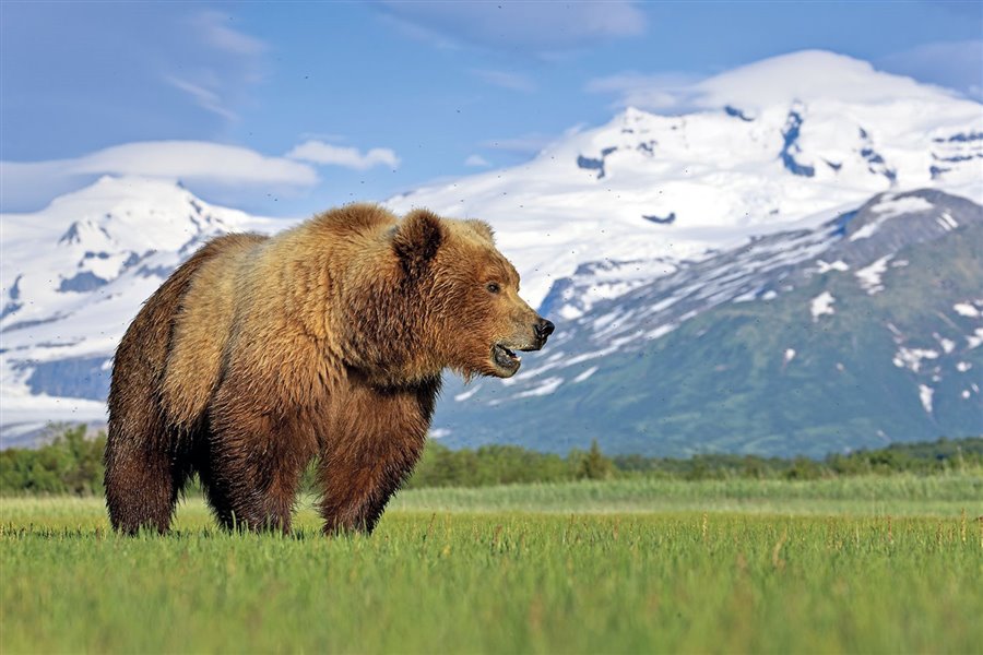 El oso grizzly, el rey de los bosques de Alaska