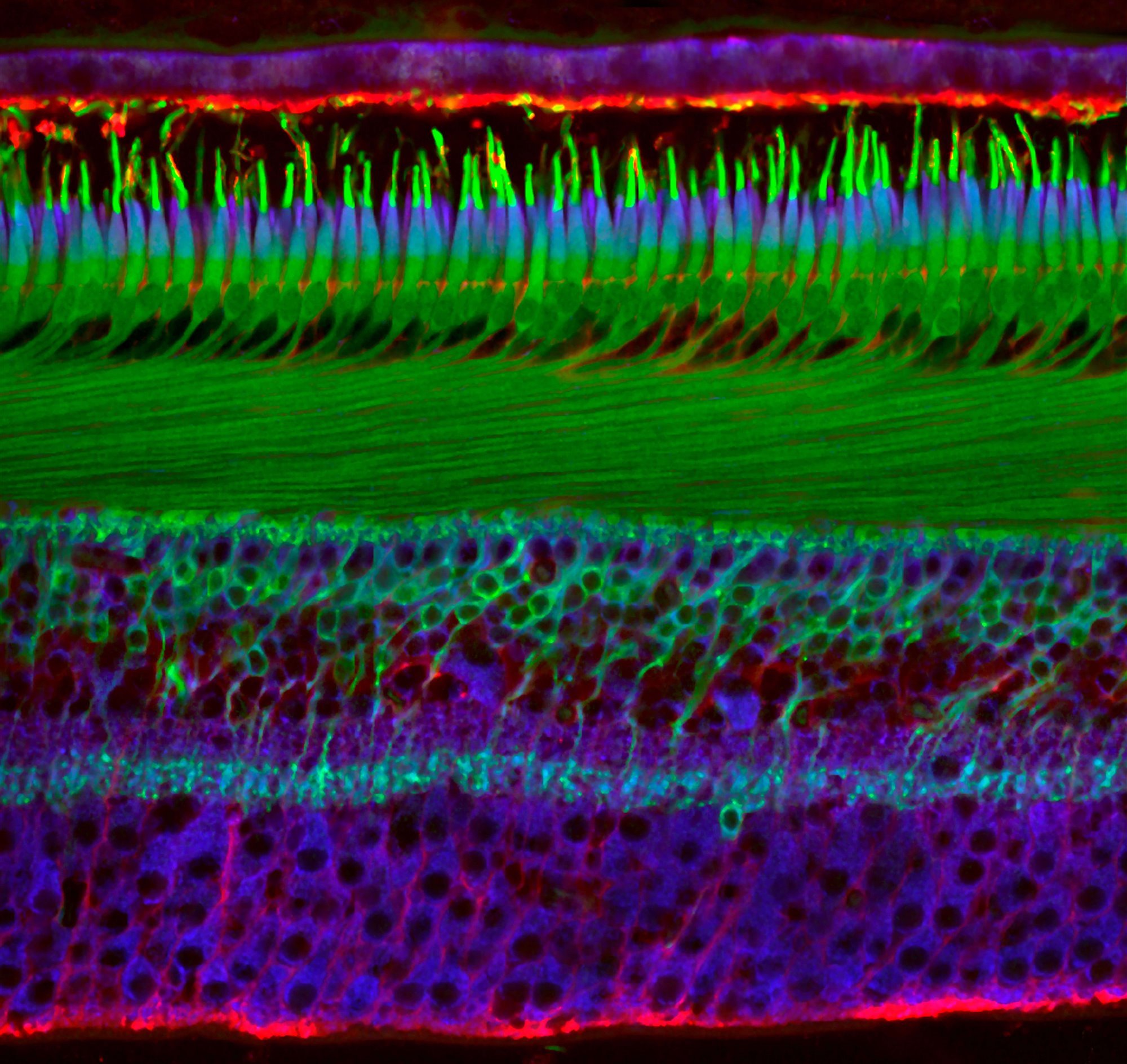 Ciencia en miniatura en fotografías