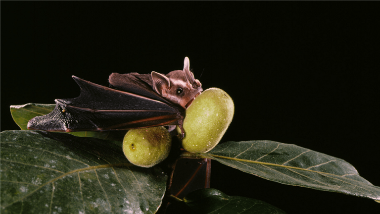 Murciélagos: fotos, qué comen y dónde viven los murciélagos