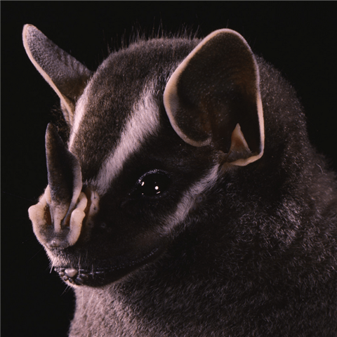 El secreto de la lengua de los gatos