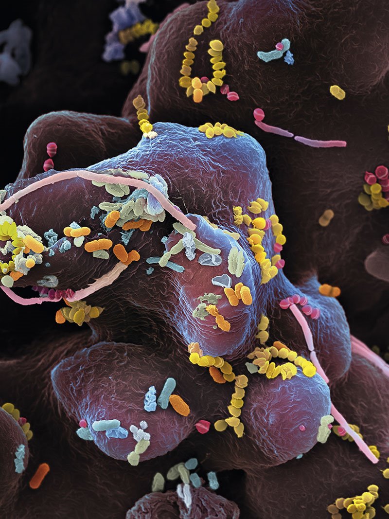 Microbios, secretos inquilinos