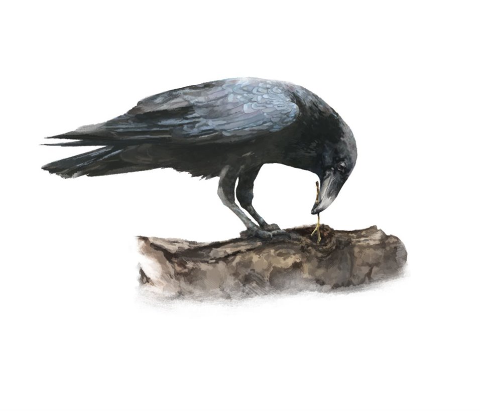 La verdad sobre la inteligencia de los cuervos