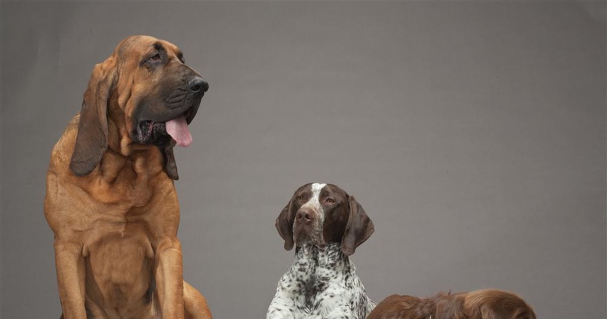 Es Cierto Que Los Perros Con La Boca Negra Son Más Inteligentes