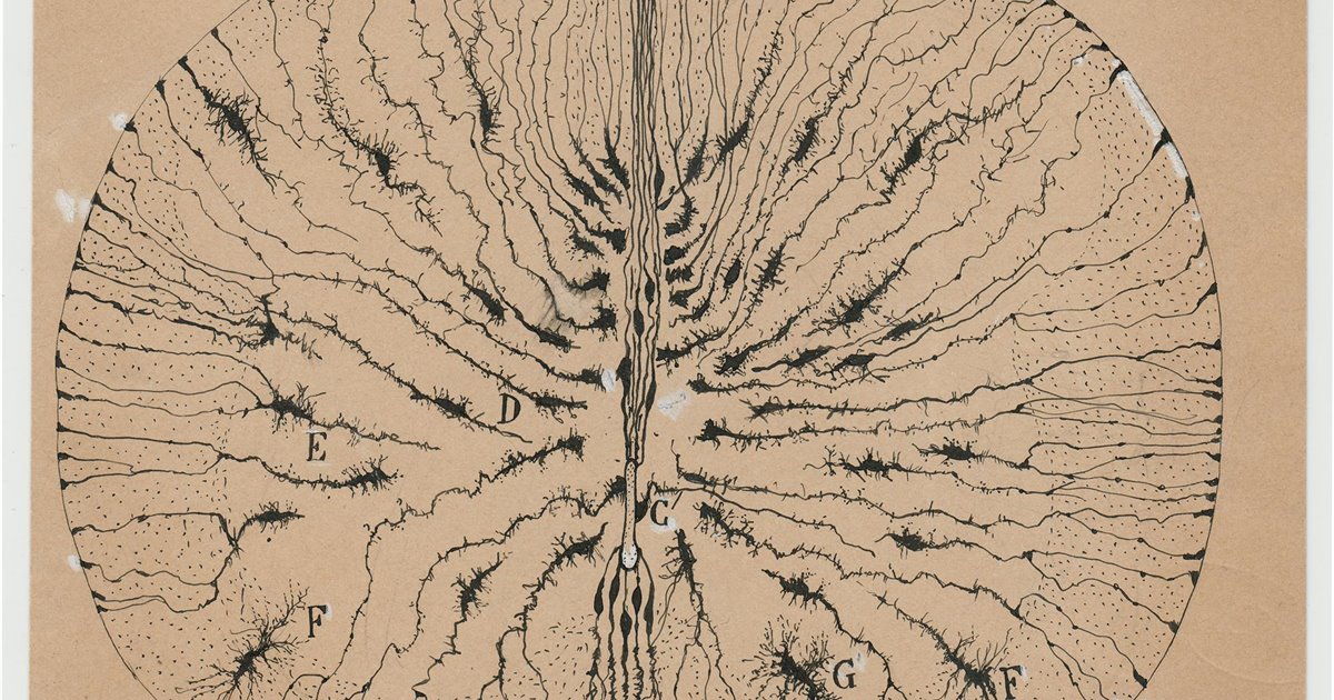 Una muestra con dibujos de Santiago Ramón y Cajal recorre Estados ...