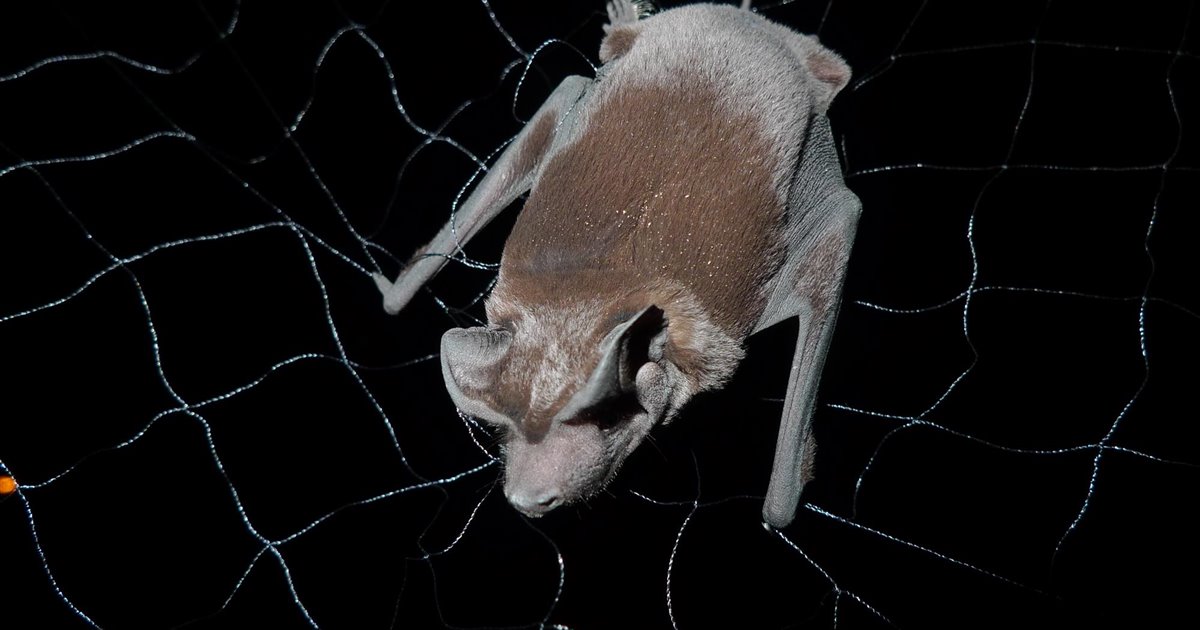 Detectadas 2 nuevas especies de murciélagos cara de perro, en Panamá y ...