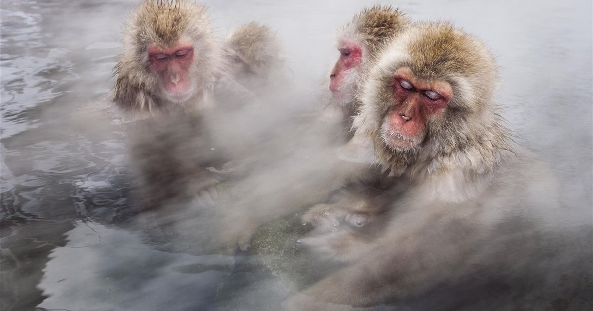 Macacos japoneses, los monos de las nieves