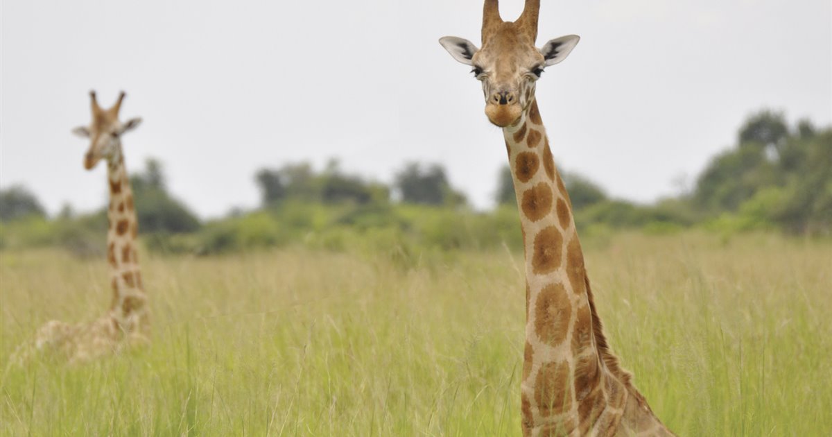 Hay 4 especies de jirafas africanas (y no sólo una)