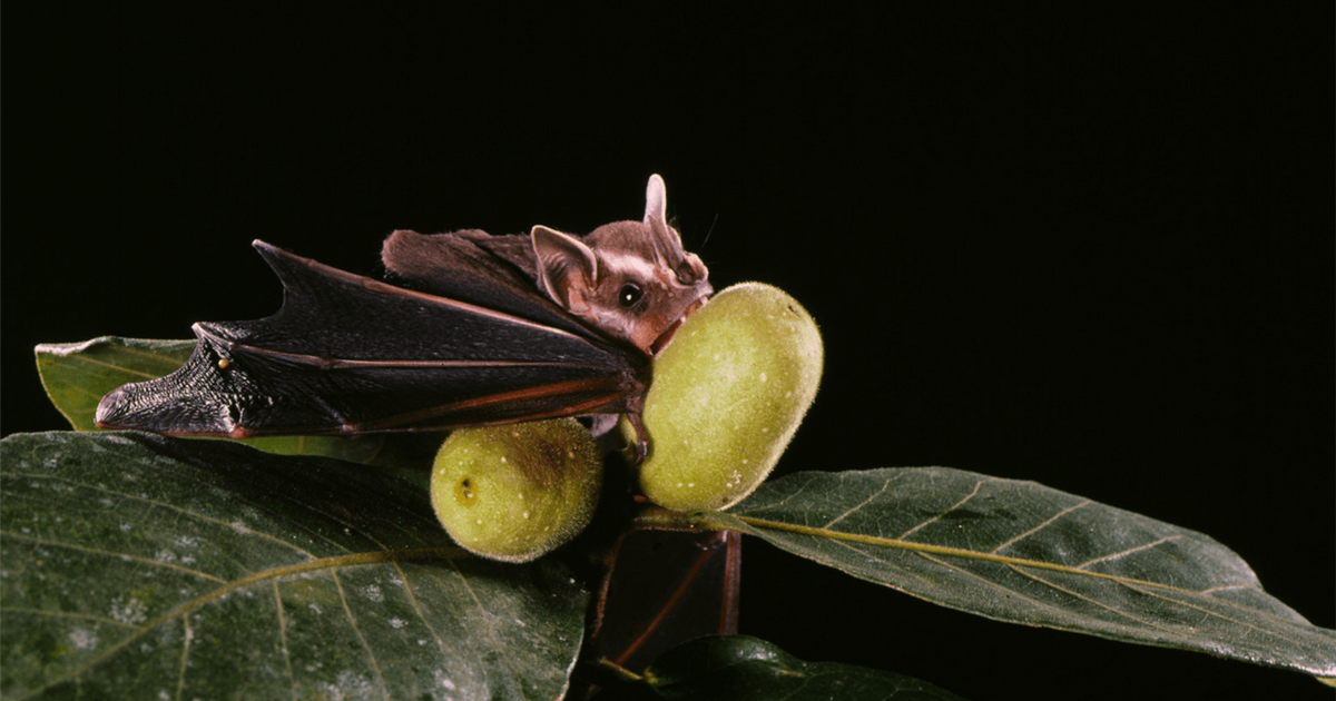 Un curioso modo de aprender a volar
