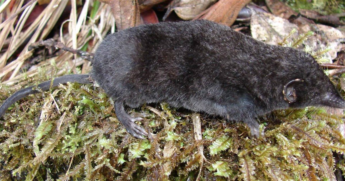 Filipinas: una nueva especie de musaraña a más de 1.500 metros de altura