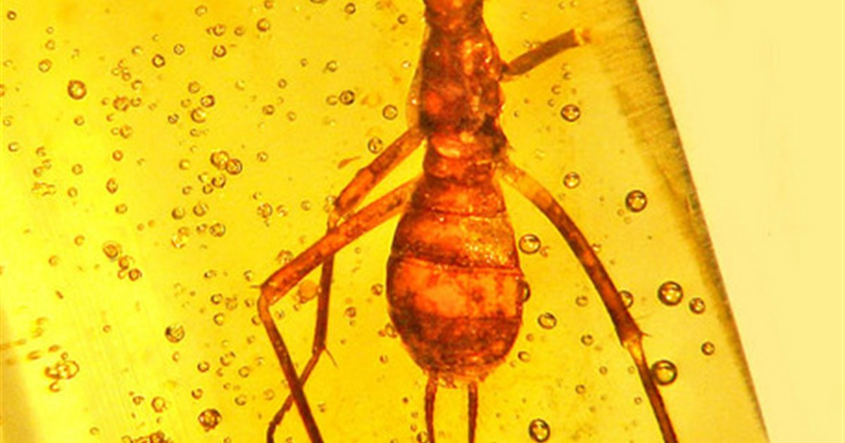 Descubierto un nuevo orden de insectos atrapado en ámbar