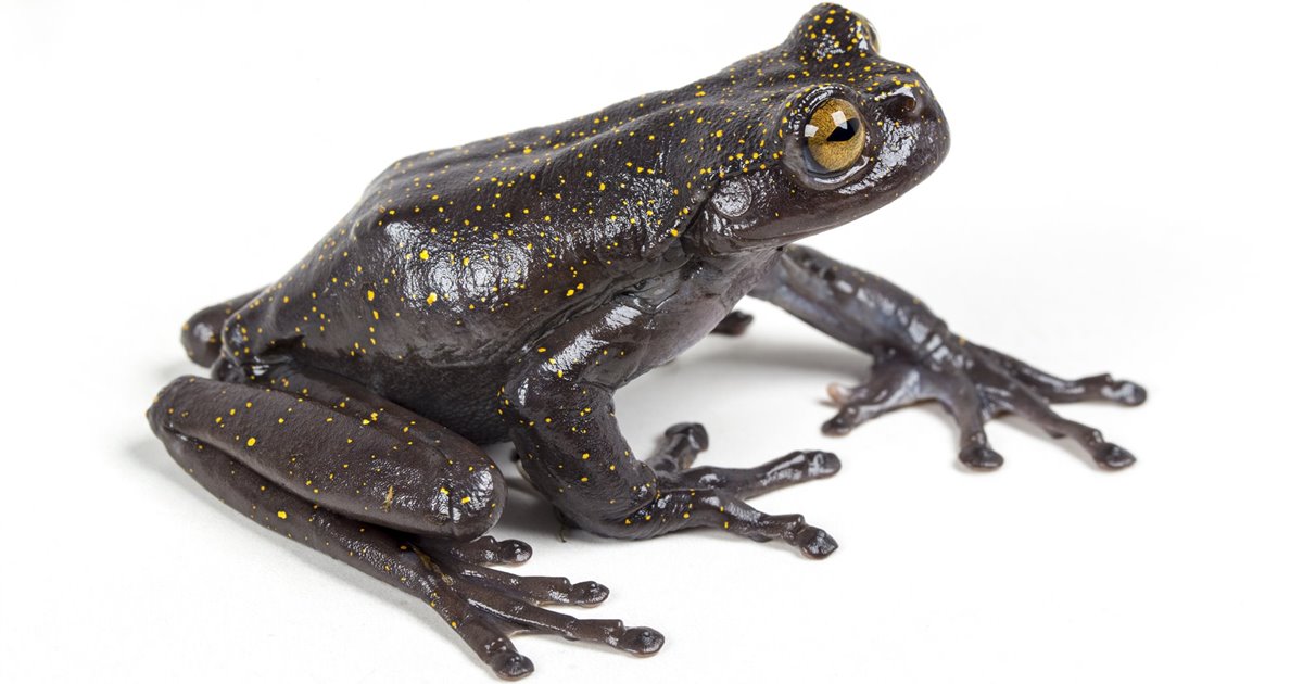 Imágenes De Ranas