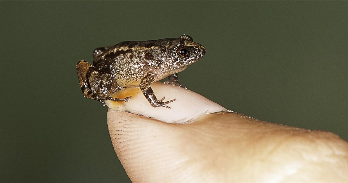 Descubren 7 nuevas especies de ranas en la India (4 de ellas diminutas)