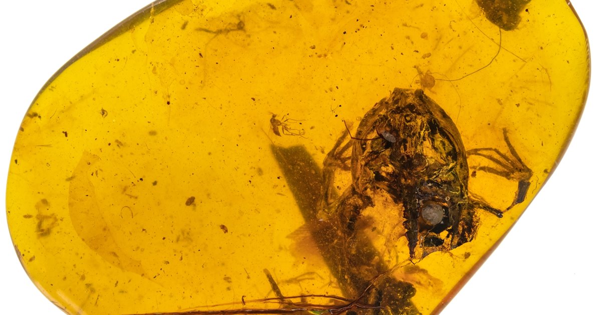 Ámbar de Birmania con inclusiones de ranas de 99 millones de años de ...