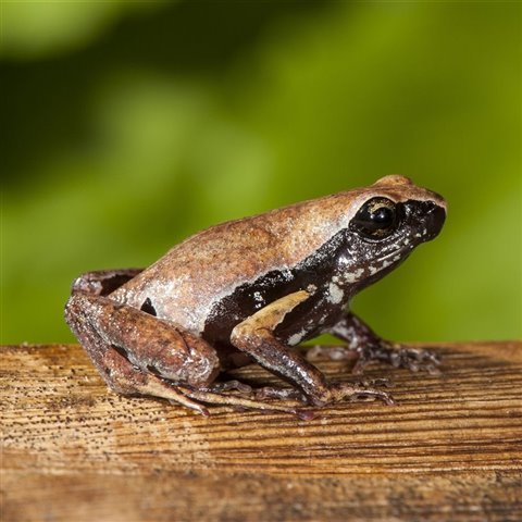 Ranas - Fotos, qué comen y cuáles son venenosas