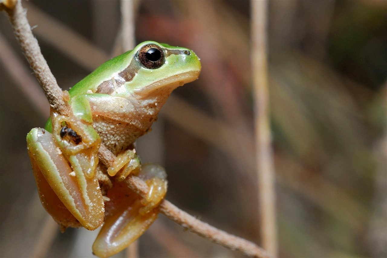 La ranita de San Antonio, la gran superviviente de las glaciaciones