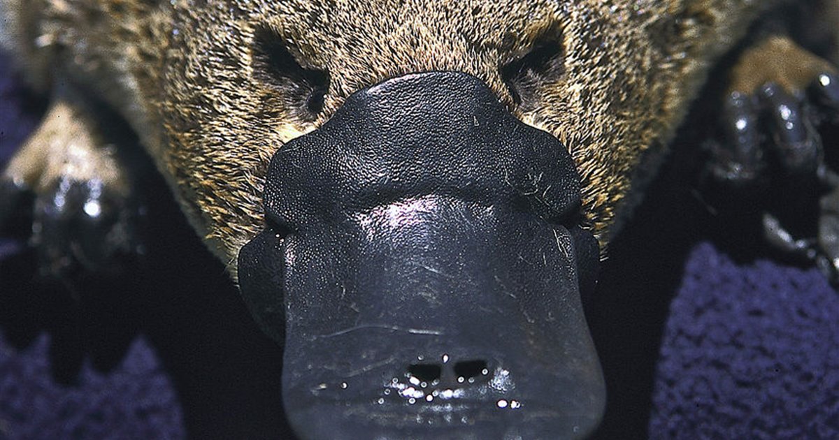 5 animales venenosos que te sorprenderán