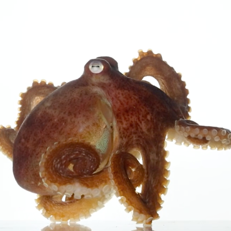 ¿Cuánto sabes sobre pulpos?